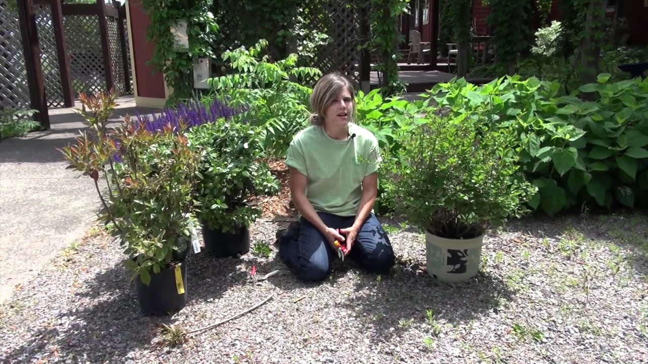 How to Prune Lilacs - Mickman Brothers Landscape Maintenance - YouTube