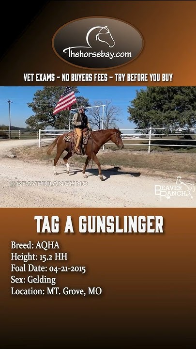 AQHA Sorrel Gelding For Sale (Hunter Jumper/Trail/Lesson) - YouTube