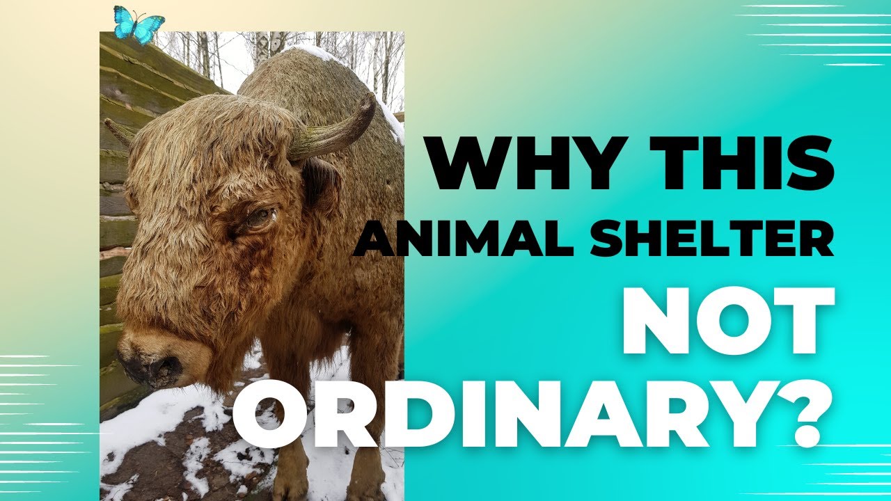 Why is this shelter for animals not ordinary? - YouTube