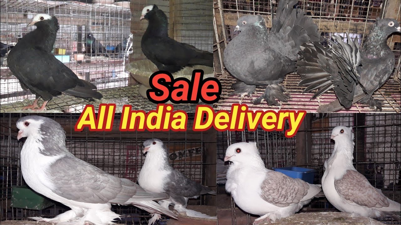 Indian fancy pigeons video 😍 contact 9933351399/ kolkata top pigeon ...