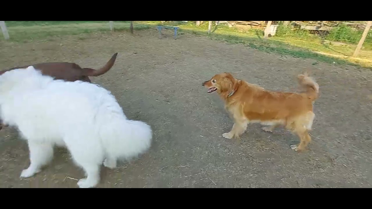 pack play - Duke, Boba, Emily, Sookie, Mr Chips, Gracie, Bane - YouTube