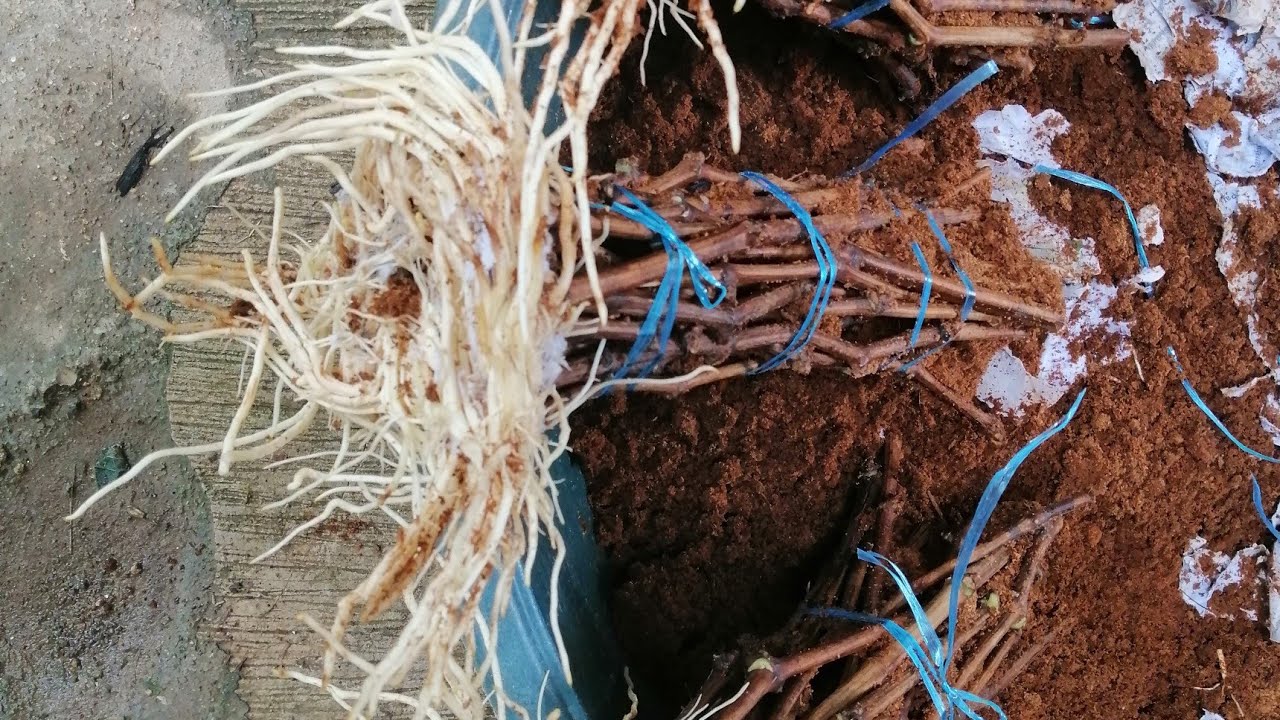 DEMONSTRATION OF CALLUS METHOD FOR GRAPES CUTTINGS/HOW TO DO CALLUS ...