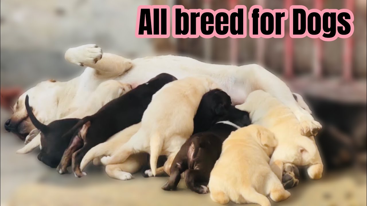 All Breed Dogs & Puppies | Home Breed ️ - YouTube