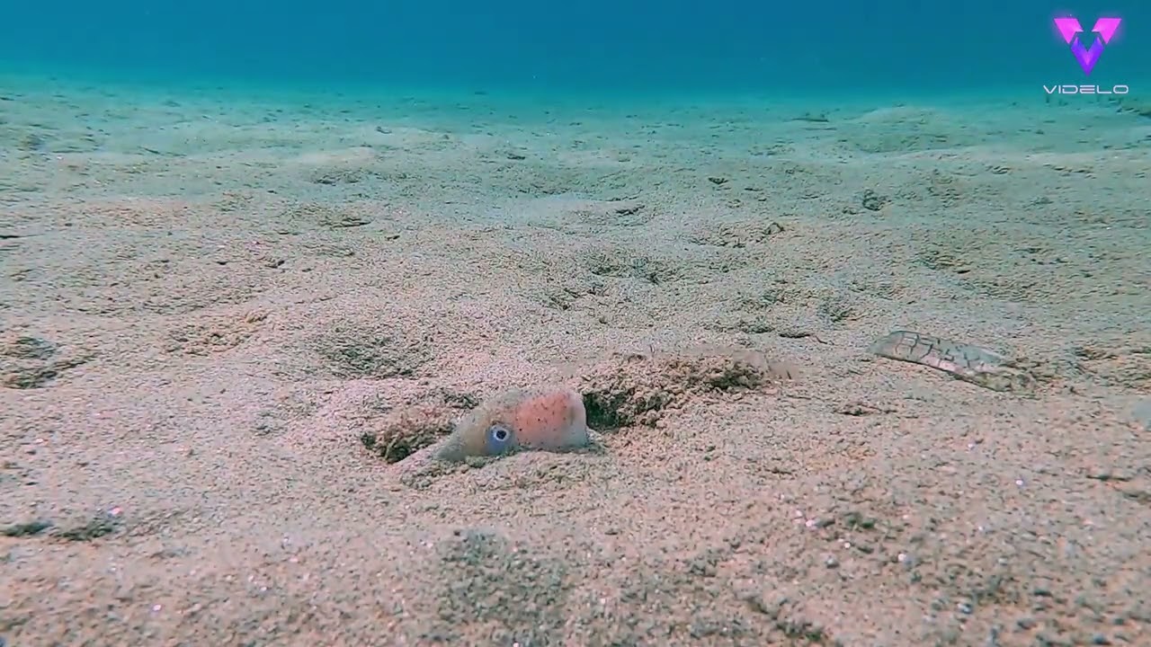 Este pez sultán sorprende a un buzo saliendo de la arena - YouTube