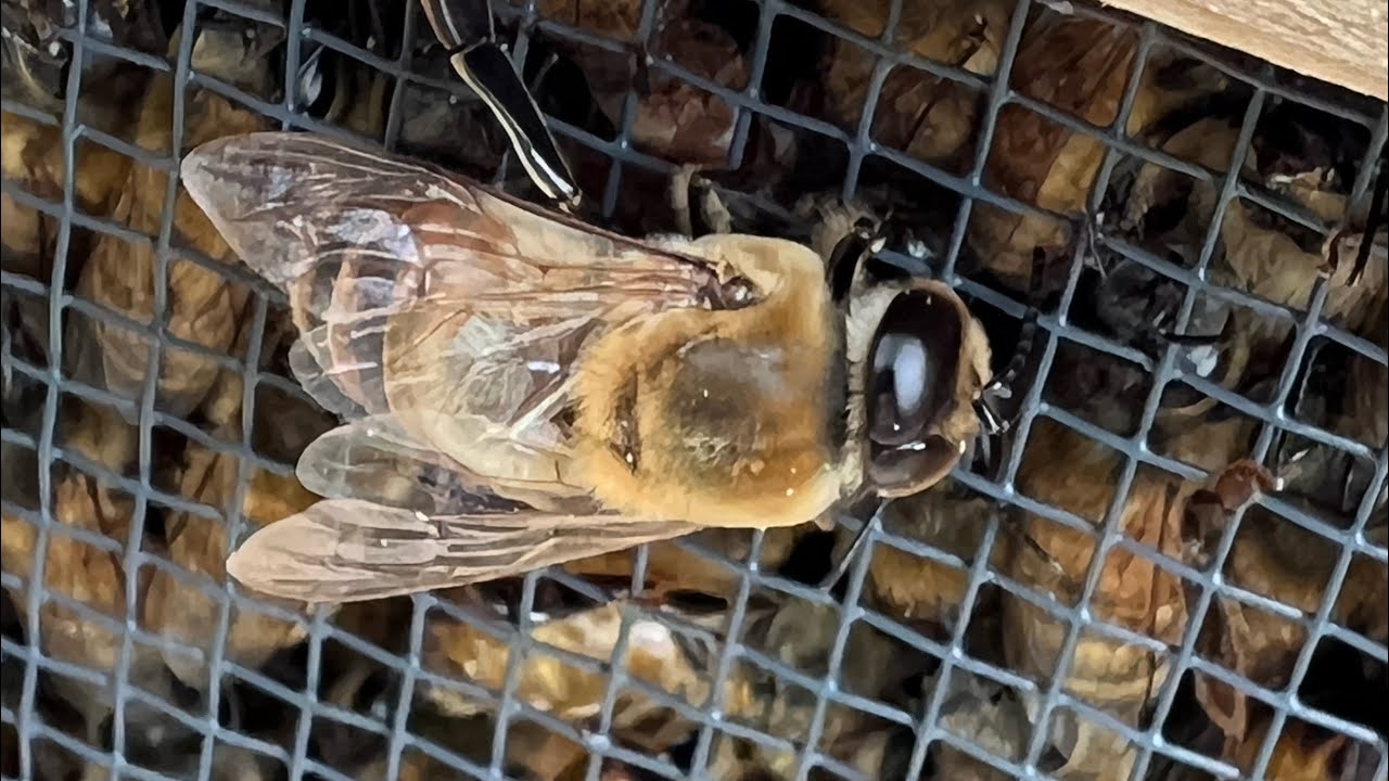 Our first Apiary. First bee hives. Installing bees 🐝. Fun day. - YouTube