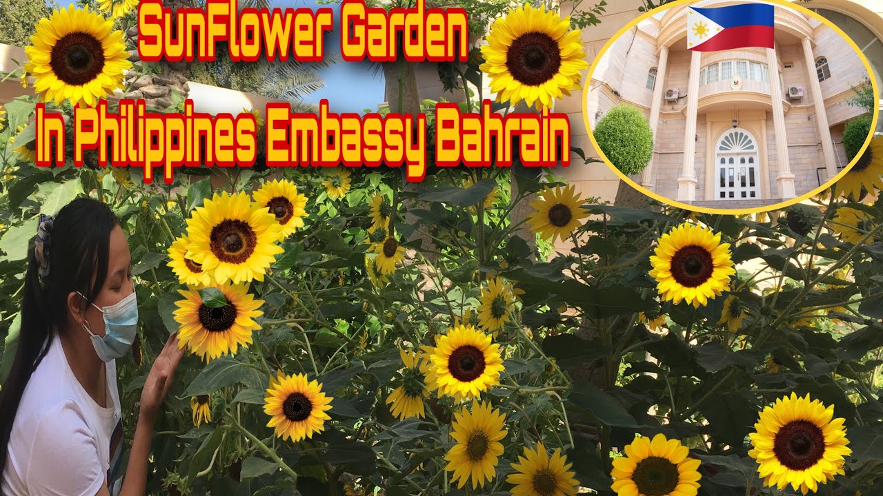 Sunflower Garden in Philippines Embassy Bahrain||Releasing My new ...