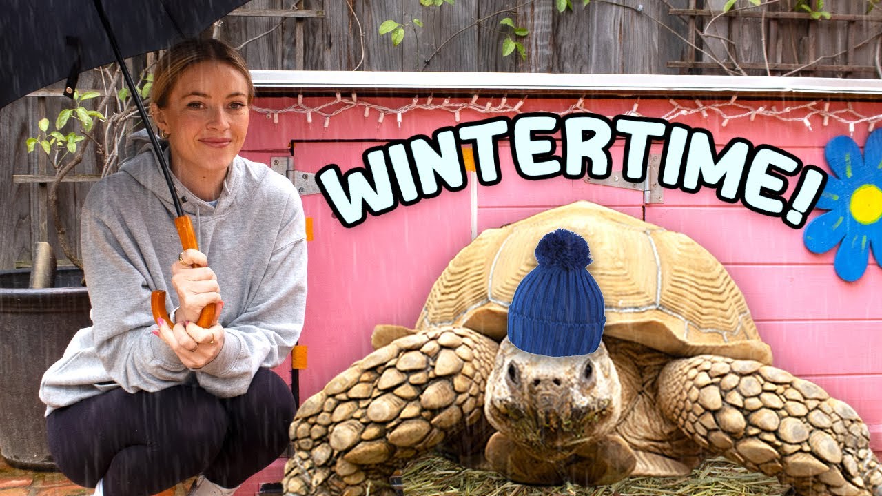 Day in the Life of a 175lb Tortoise When it’s COLD! - YouTube