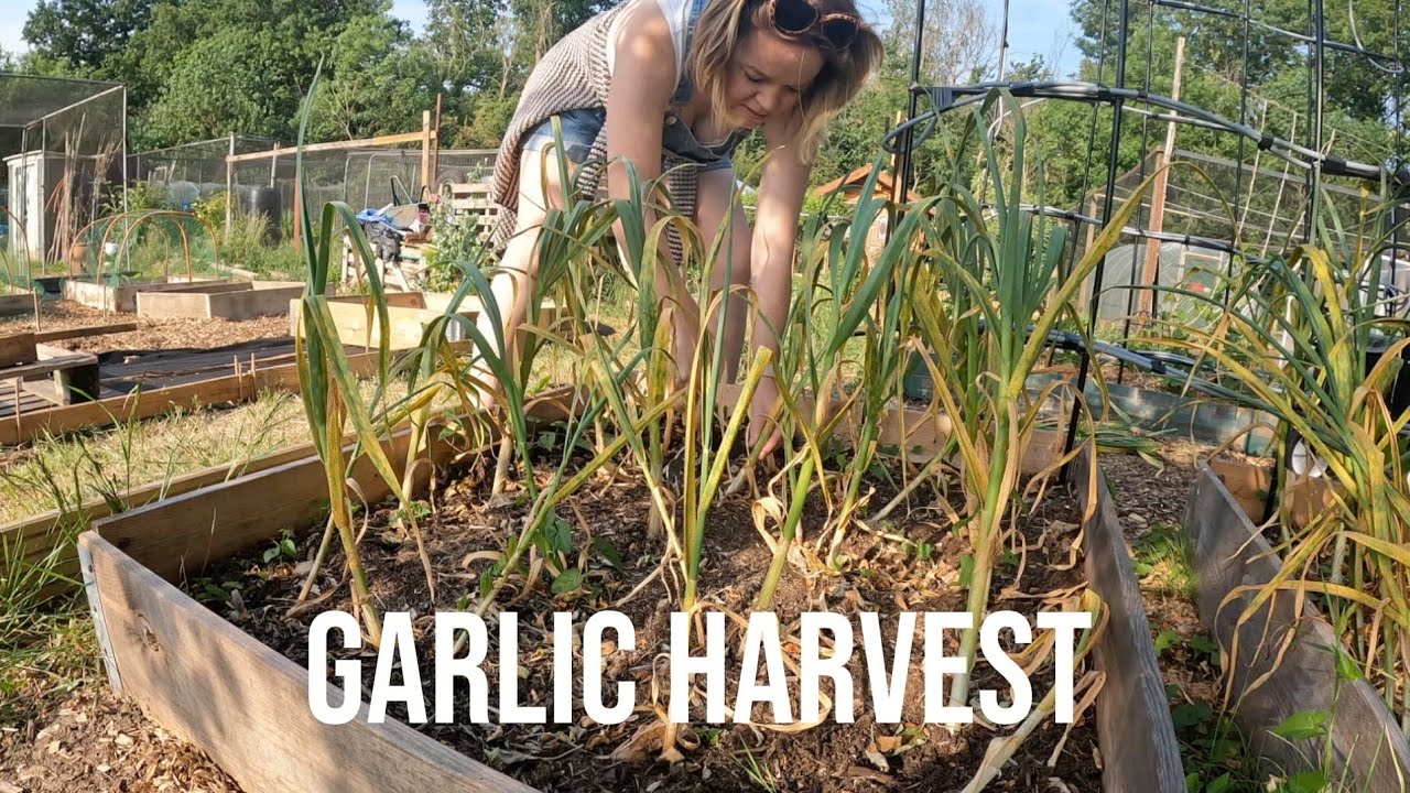 My Garlic Has Rust...Let's See If I Get A Harvest And Plant Some ...