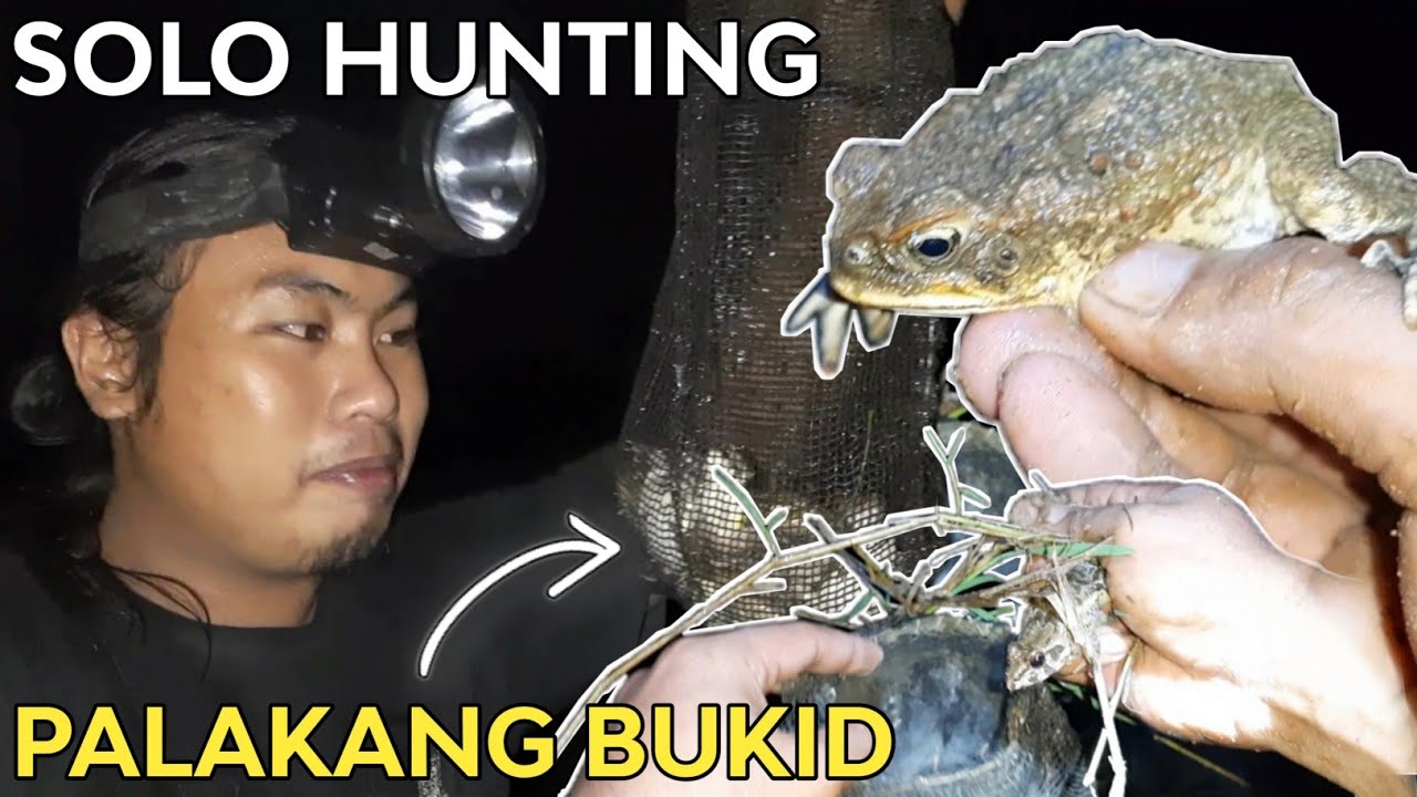 NIGHT HUNTING FROG | PAANO MANGHULI NG PALAKANG BUKID |PROVINCE LIFE IN ...