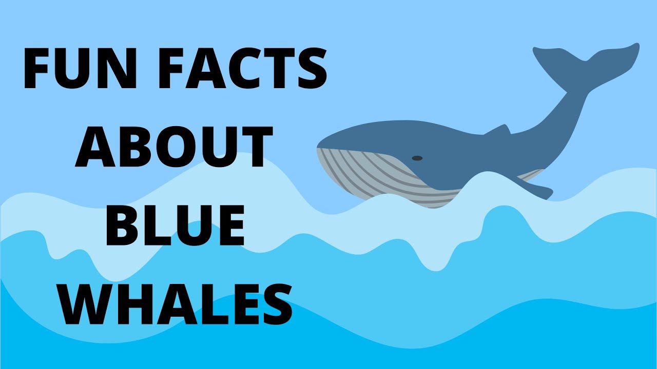 BLUE WHALES | FUN FACTS ABOUT BLUE WHALES | LET'S LEARN MORE - YouTube