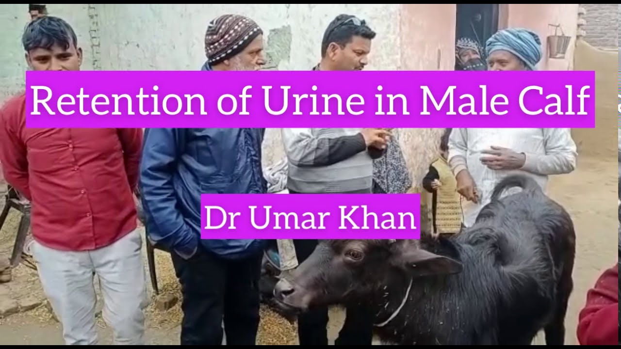 Retention of urine in male buffalo calf, I Dr. Umar Khan, I - YouTube