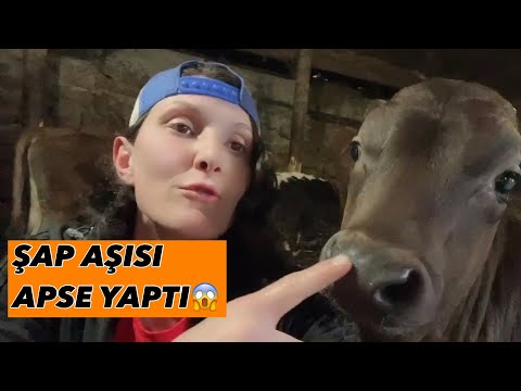 DOKUNAN ŞAP AŞI SONRASI APSE OLUŞUMU #ateş #heidi #keşfet