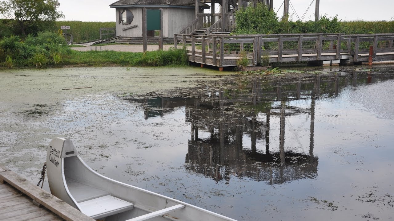 Point Pelee National Park, Leamington, Canada Summer 2016 - YouTube