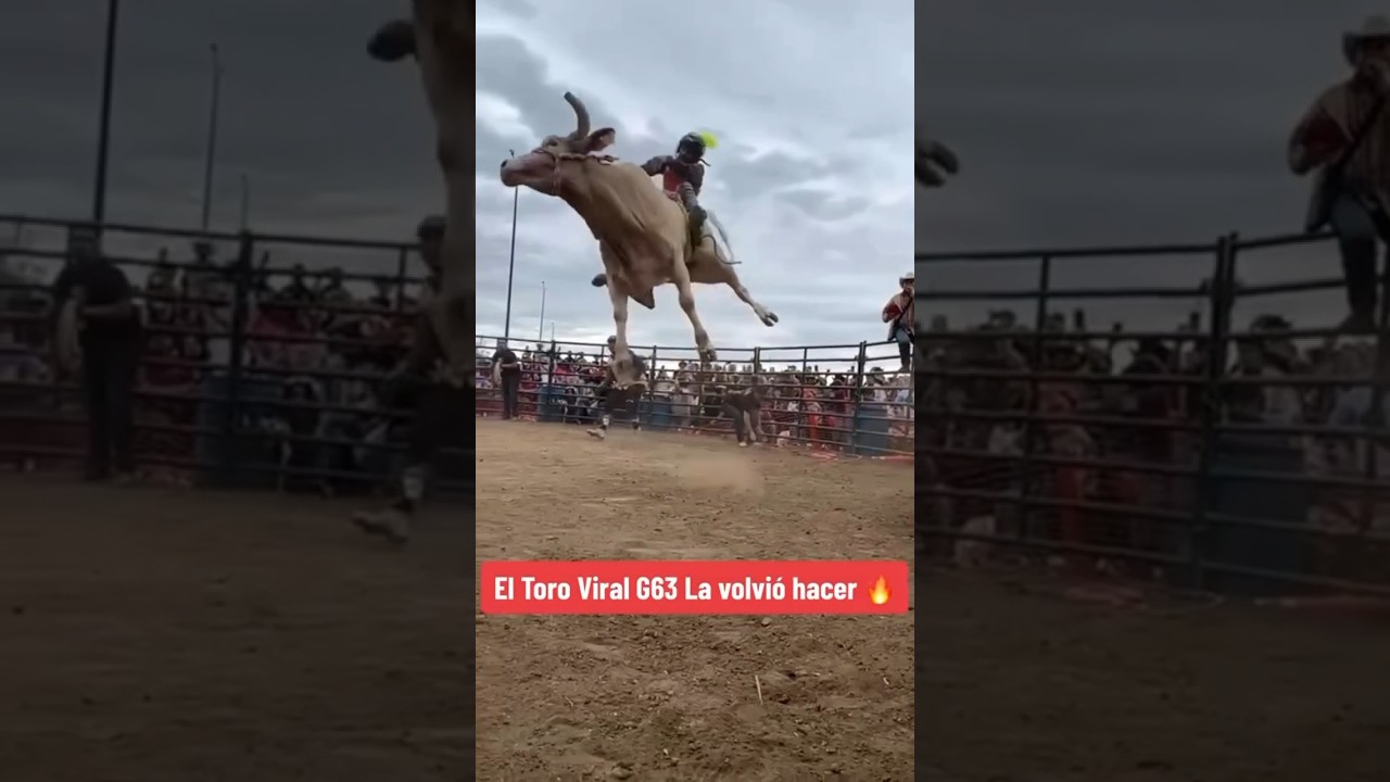 El toro viral G63 lo hizo otra vez - YouTube