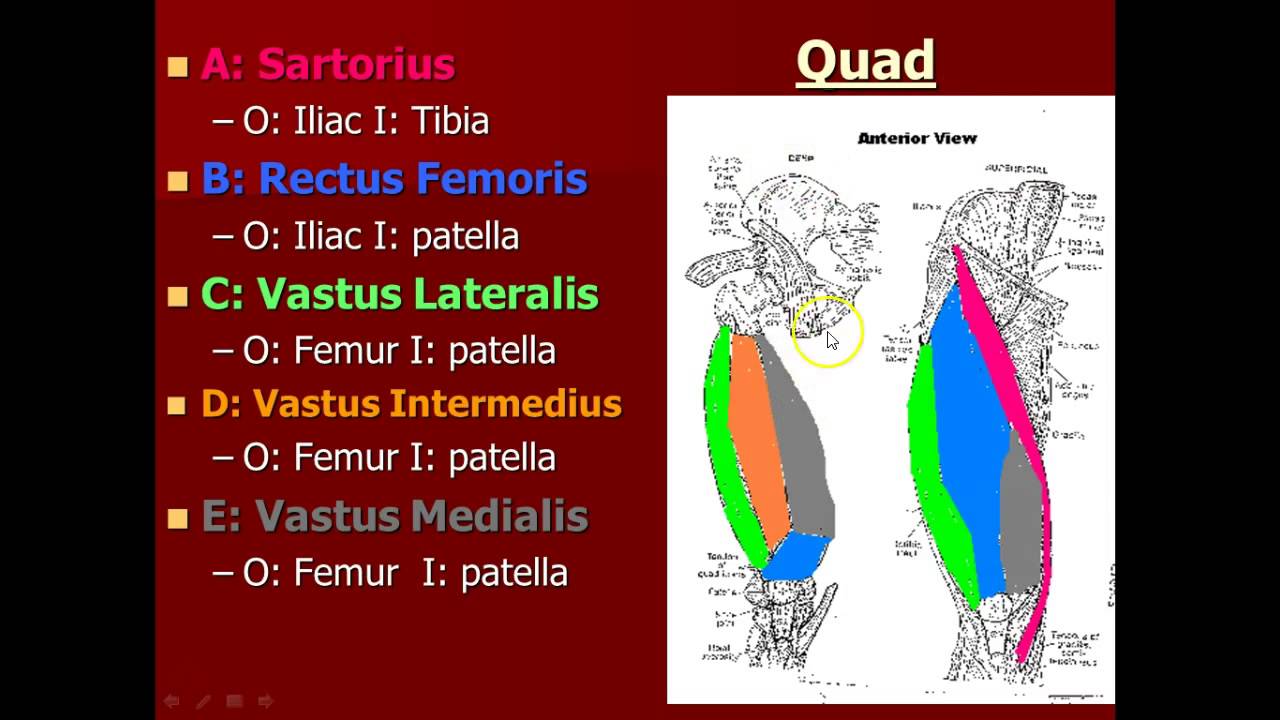 LB Muscles - YouTube