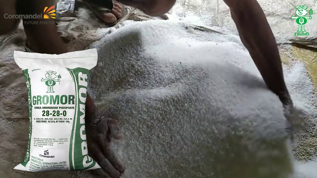 Gromor 28 28 0 Is An Ideal Complex Fertilizer For Paddy Chili And