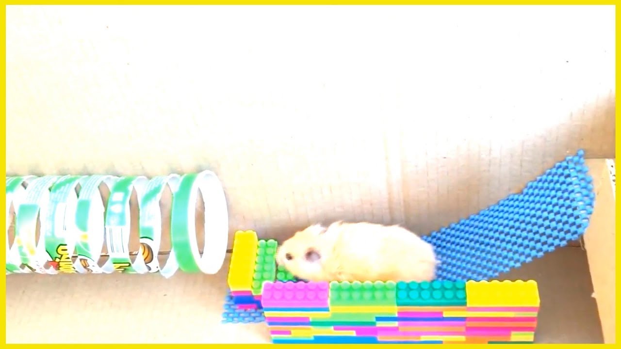 Funny Hamsters - Long Obstacle Course with Maze - Life Hamster - YouTube