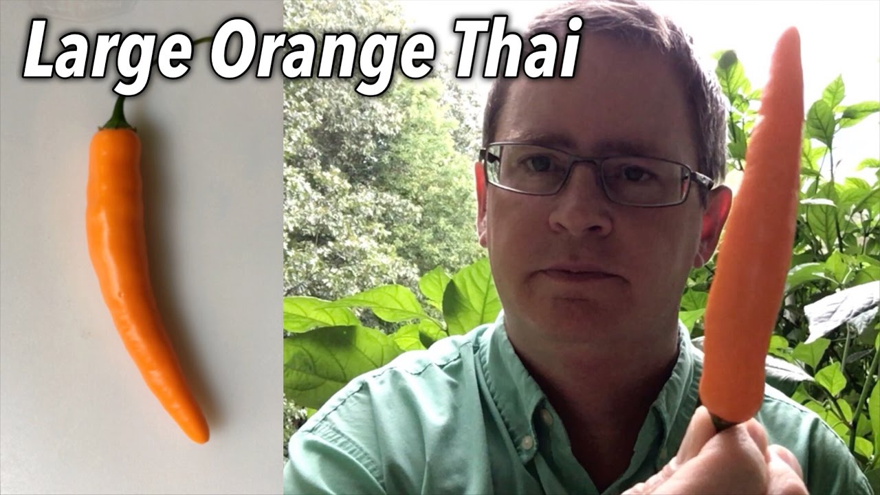 Large Orange Thai pod test - YouTube