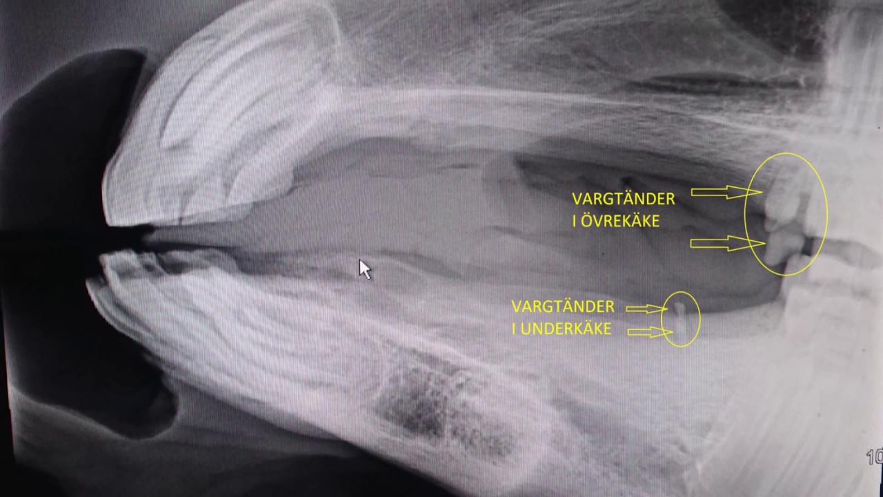 VARGTAND EXTRAKTION PÅ HÄST (HORSE WOLF TEETH EXTRACTION) - HORSE ...