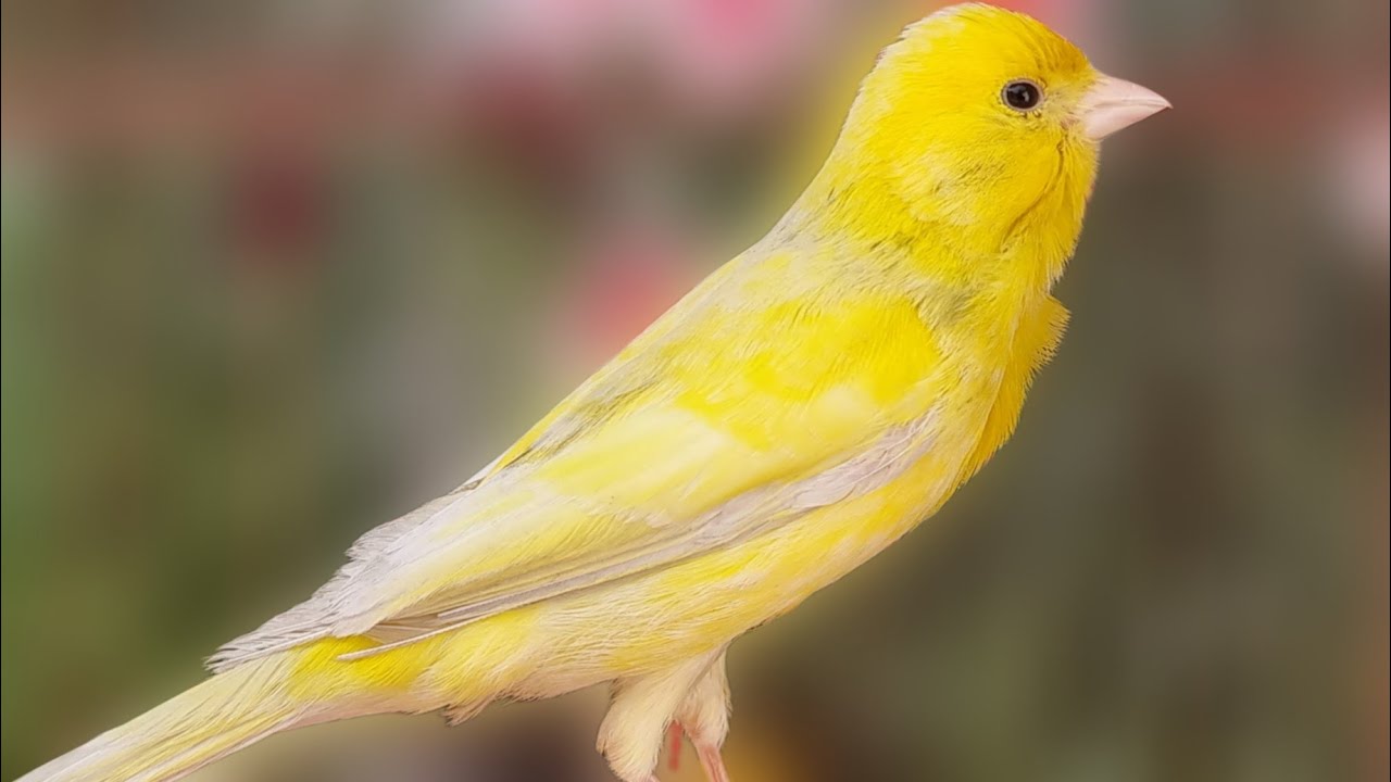 Yellow Canary Bird Singing Training Singh Song Beautiful - YouTube