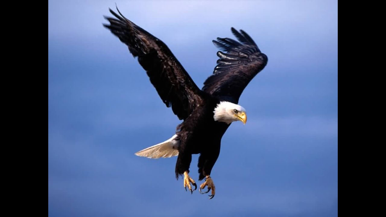 Eagle eating food on air - YouTube