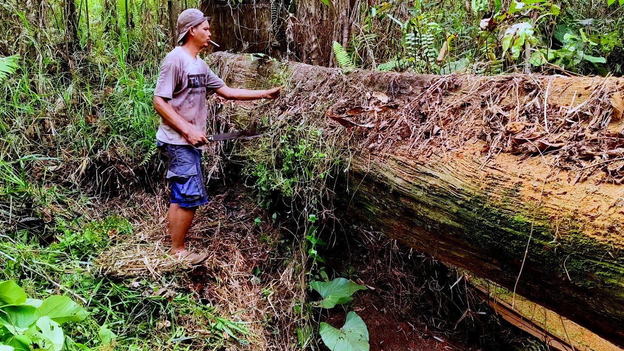Finding rare wood that lasts hundreds of years!! Kalimantan ironwood ...