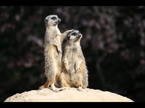 Manchester Pets and Aquatics Probably the friendliest and all round pet ...