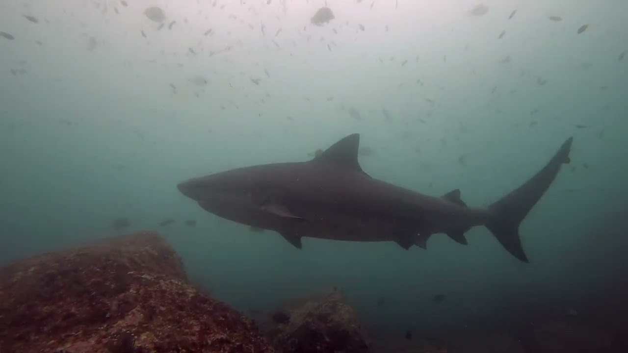 Bucket List Trip!! Scuba Diving with Bull Sharks @ Bat Islands, Costa ...