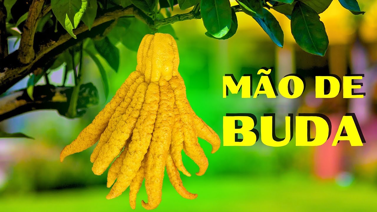 MÃO DE BUDA, CONHEÇA ESTÁ EXÓTICA FRUTA CÍTRICA E SEUS INCRÍVEIS USOS ...