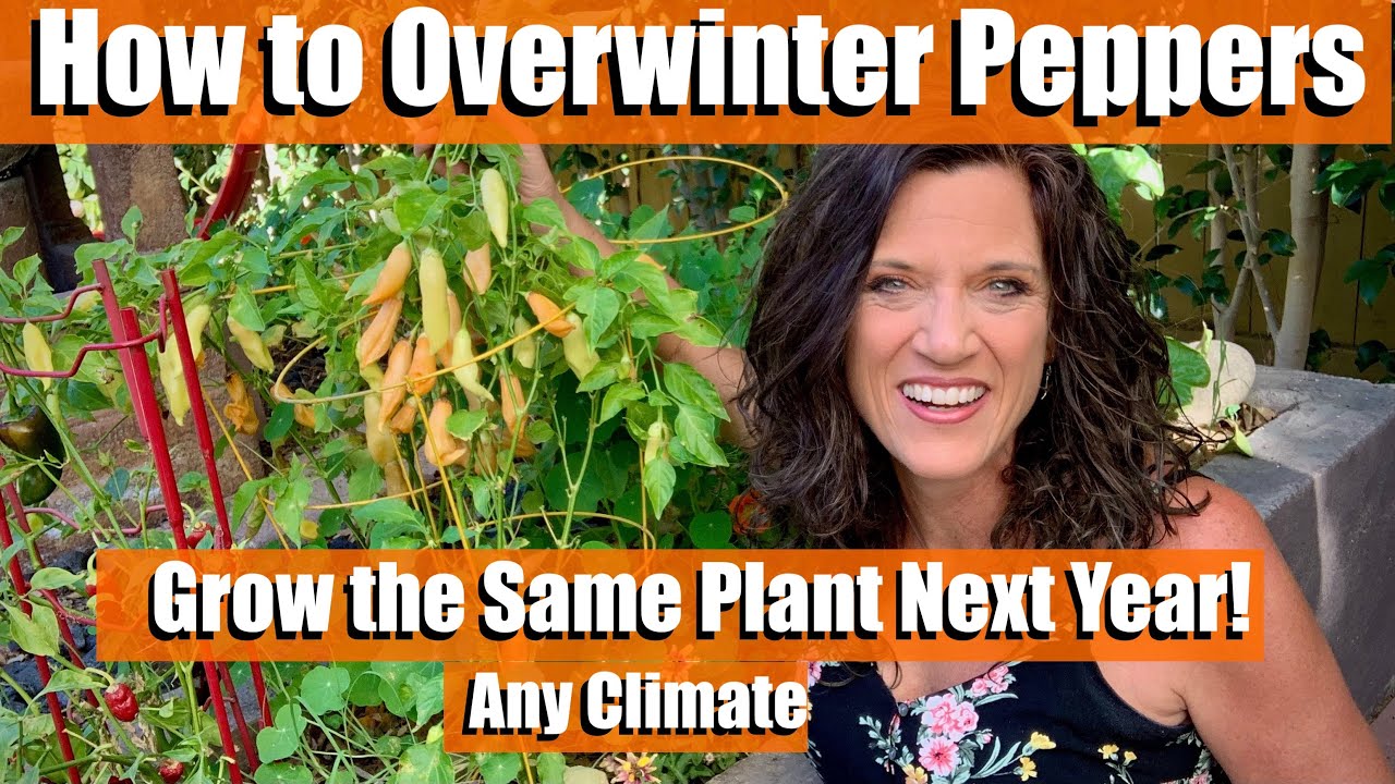 How to Overwinter Peppers🌶Grow the Same Plant Next Year! For Southern ☀ ...