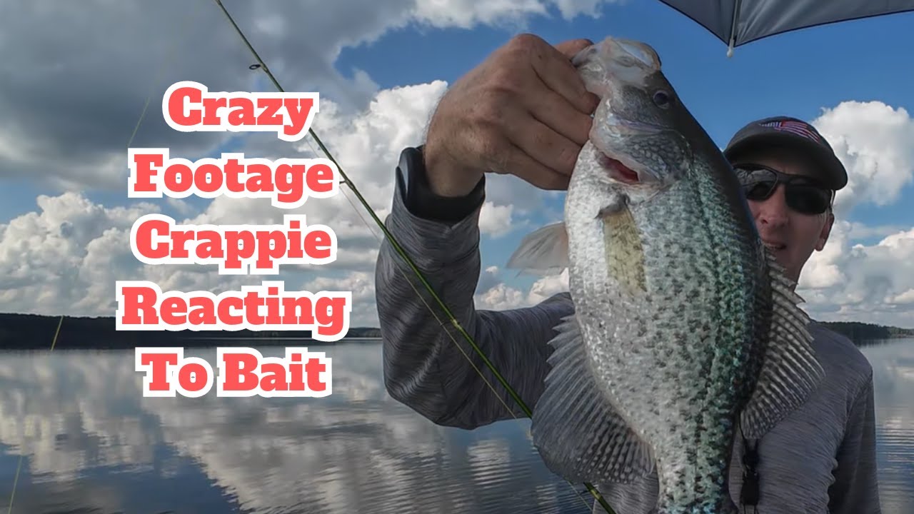 Crazy Footage Crappie Reacting to bait - Fishing w/ Livescope - YouTube