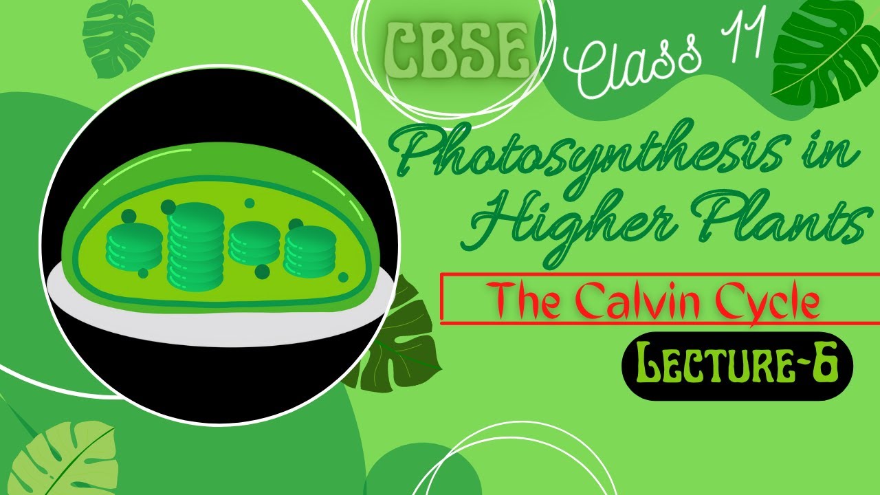 **THE CALVIN CYCLE/C3 Cycle/Biochemical Phase** #Class_11_CBSE (Term 2 ...