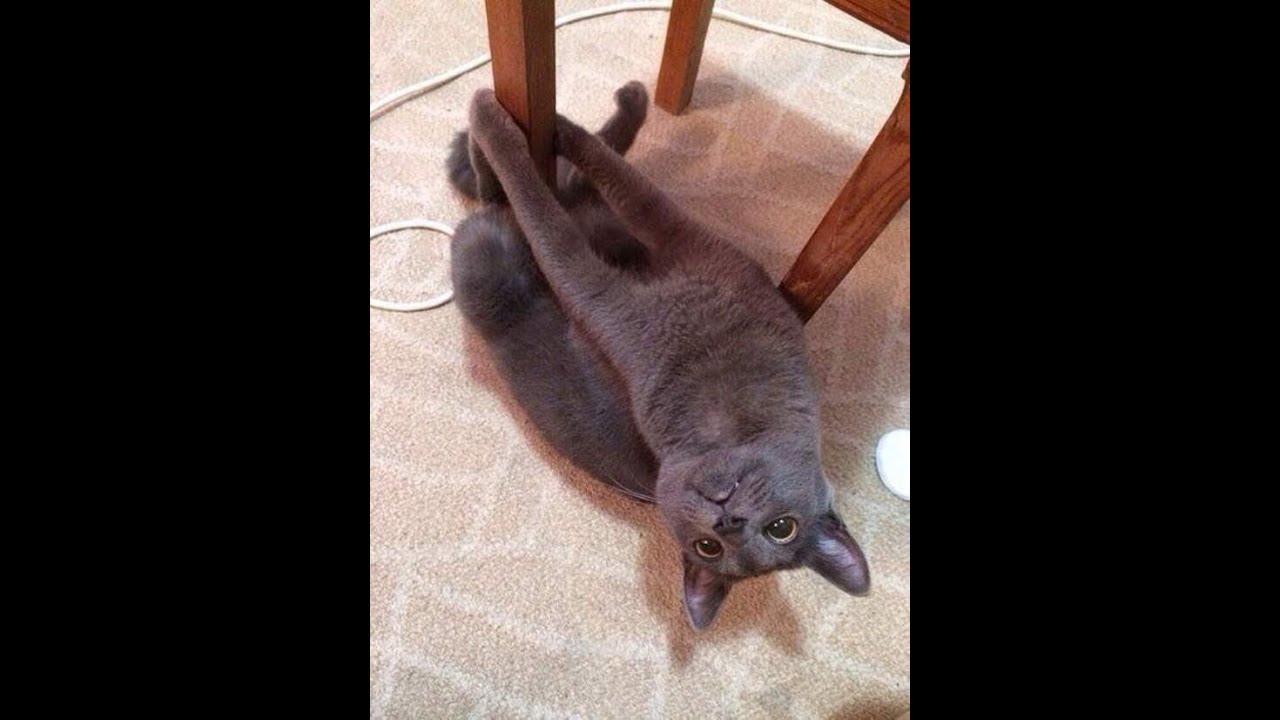 YOU'LL FALL OFF YOUR CHAIR LAUGHING! THE FUNNIEST JOKES🔥 - YouTube