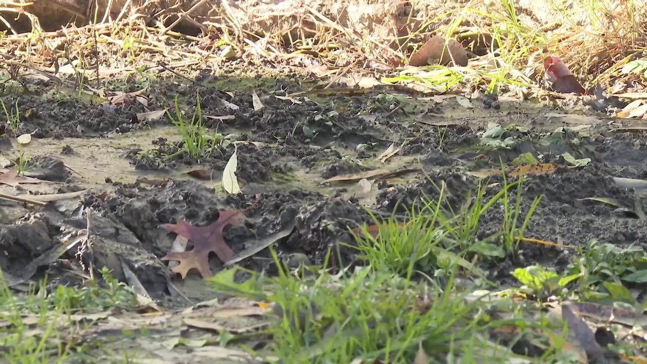 'It's embarrassing': Sewage leaks into Muskogee resident's yard - YouTube