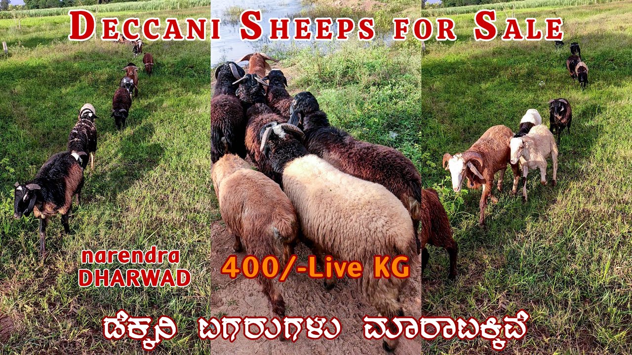 Big Heavy DECCANI MALE SHEEPS for sale at Narendra near NH4 Toll Plaza ...