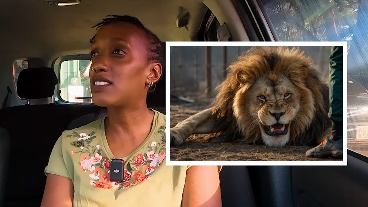 What Happens When a Lion Wakes Up Under Anesthesia?! - YouTube