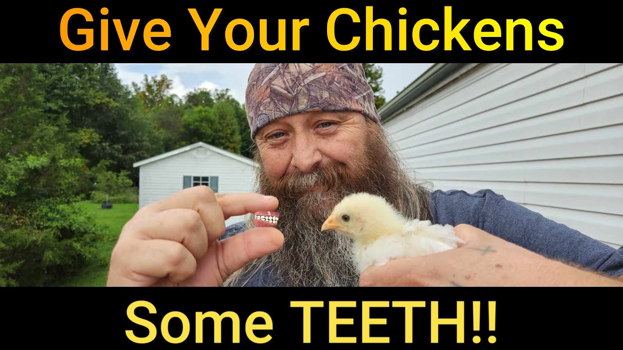 False Teeth for Chickens [] How Important is Chicken Grit - YouTube