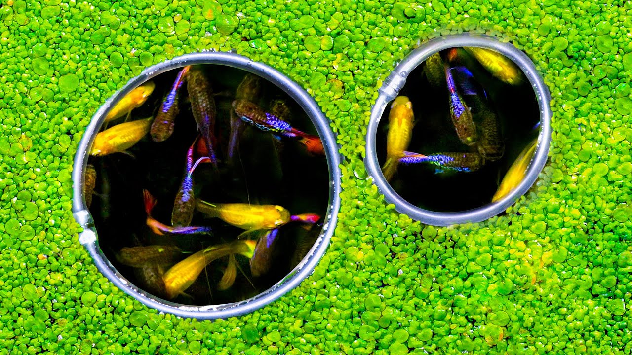Easy DIY Fish Portals for Guppy Pond - YouTube