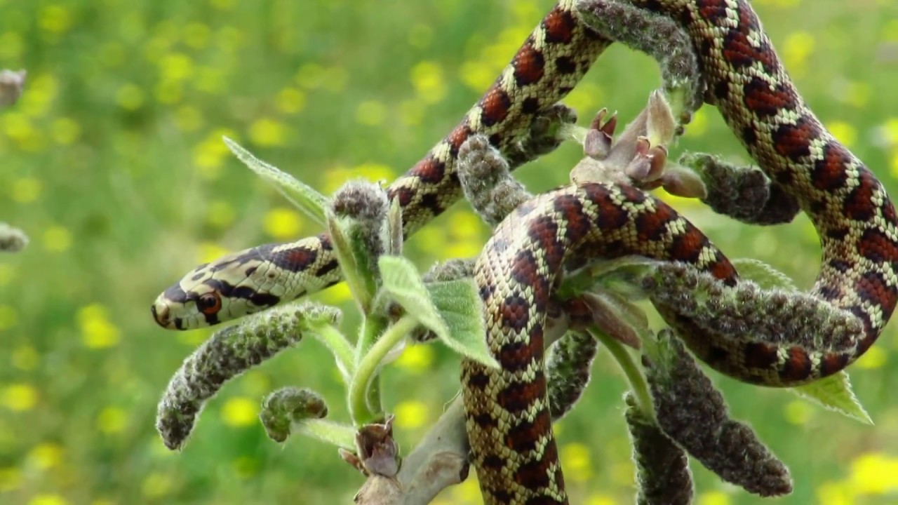 Pjegava Crvenkrpica , Zemenis Situla , Leopard snake --- Snakes of ...
