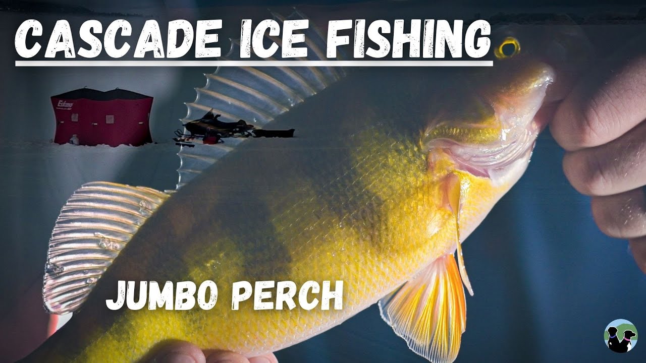 Cascade PERCH Ice Fishing | Dawn of the Jumbo Perch - YouTube