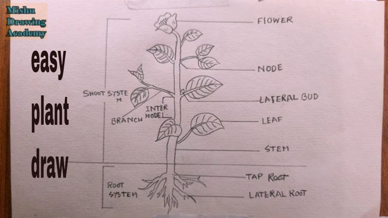 how to draw parts of plant/draw a plant easy - YouTube