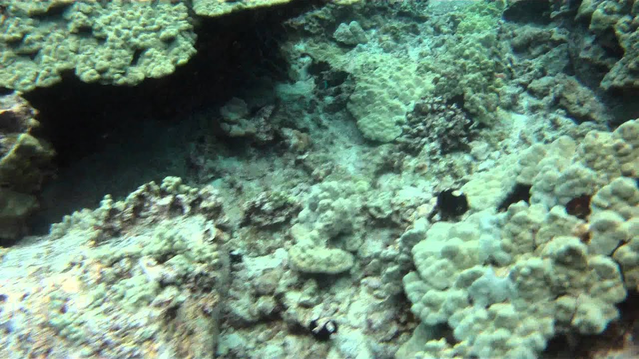 Scuba Diving Puako Bay Big Island Hawaii - YouTube