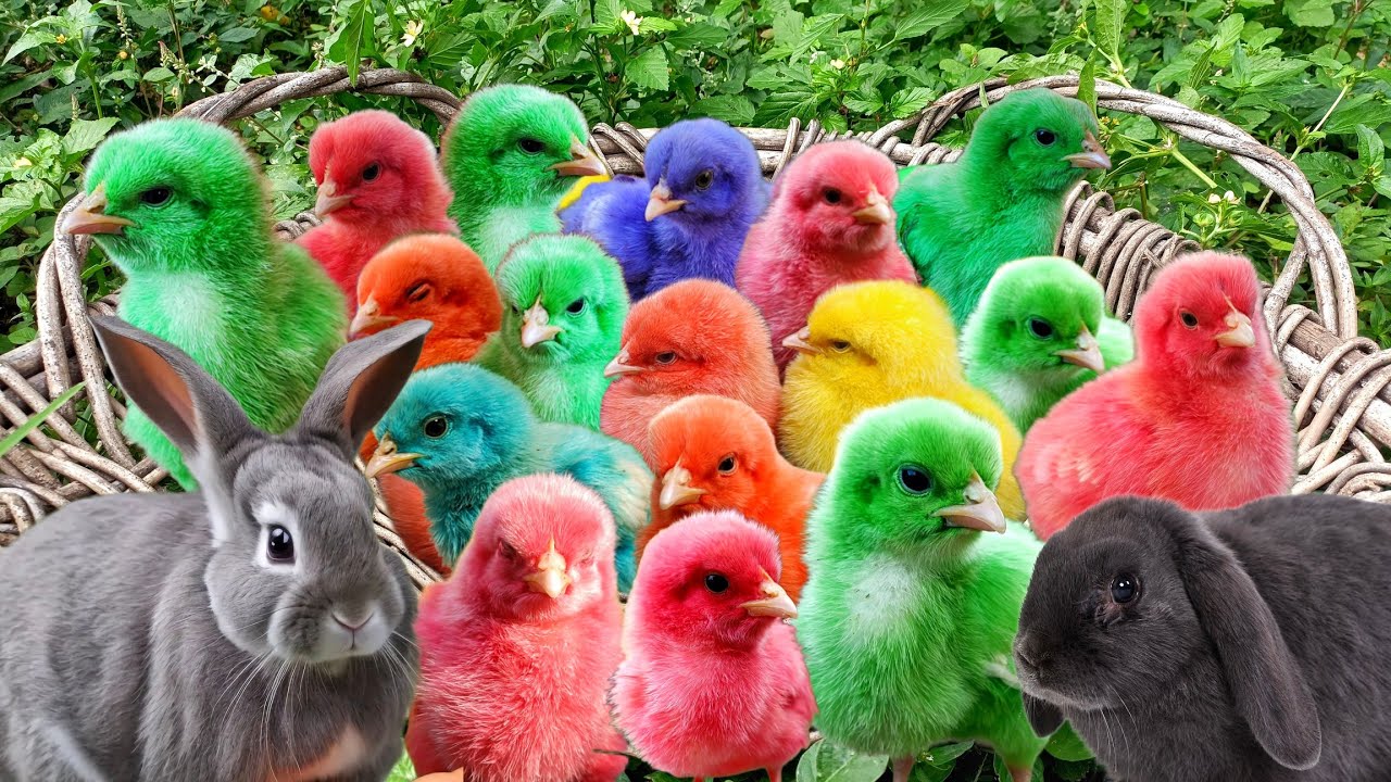 Menangkap Ayam lucu,Ayam warna warni,Ayam pelangi,kelinci,telur warna ...