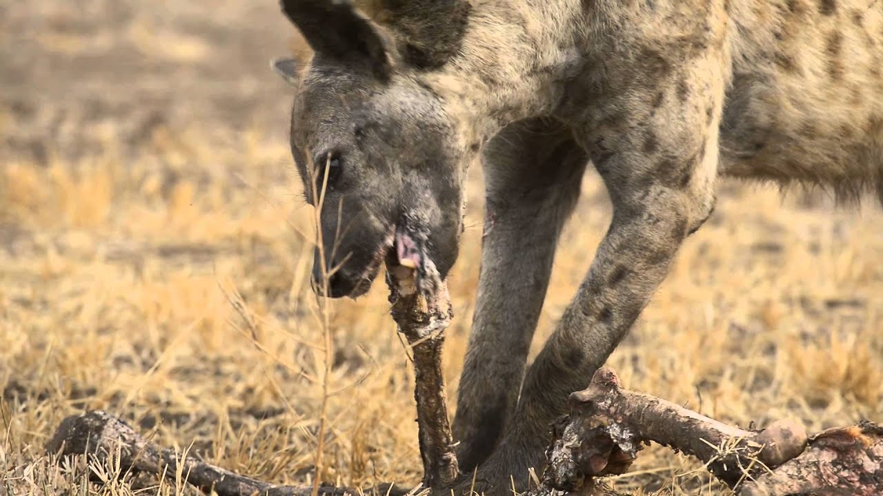 hyenas and kill mpeg4 - YouTube