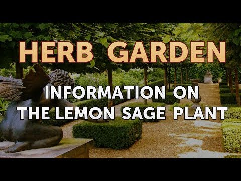 Information on the Lemon Sage Plant - YouTube