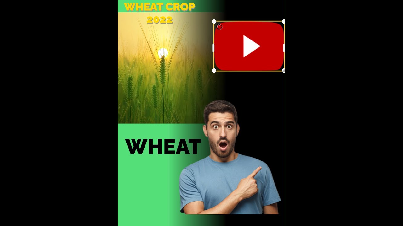Wheat Crop 2023 #video #wheat_rate_today #wheat - YouTube