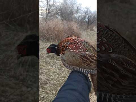 ЛОВУШКА НА ФАЗАНА СВОИМИ РУКАМИ #ловушка #охота #фазан #фазаны #subscribe