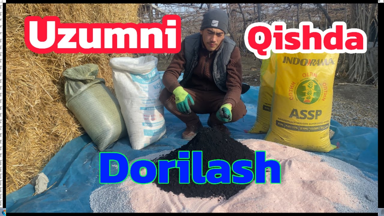 Qishda uzumlarni oʻgʻitlash - YouTube