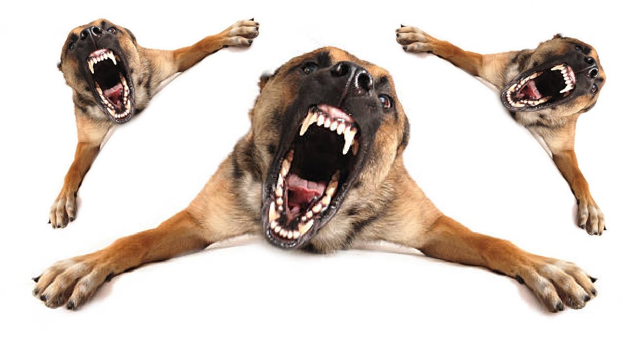 TRIPLE DOG DEATH BARRAGE!!! - YouTube