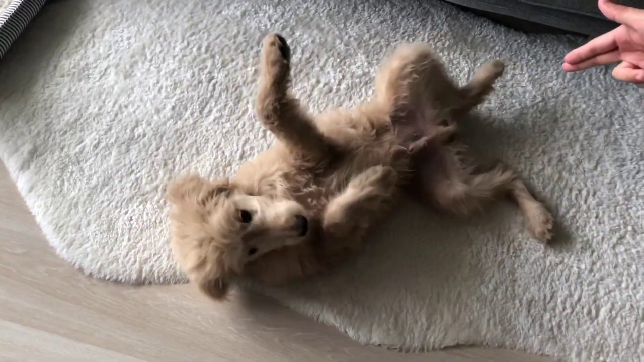Goldendoodle puppy learning play dead - YouTube